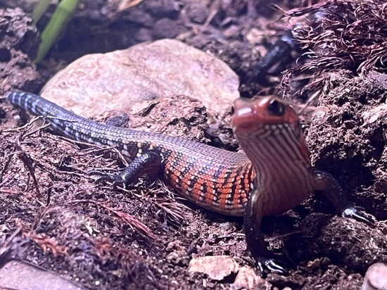 African Fire Skink by Patton Zoo