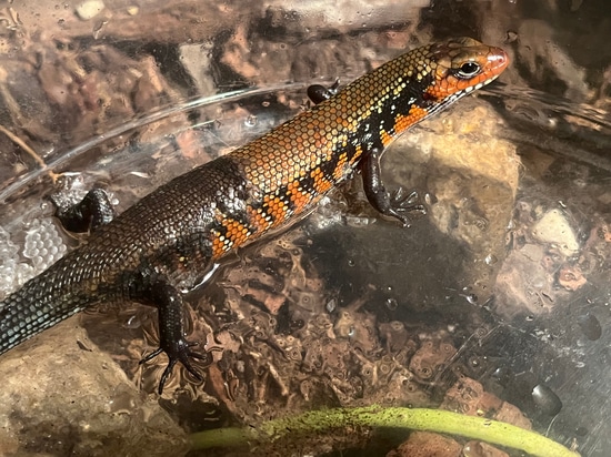 African Fire Skinks by Patton Zoo
