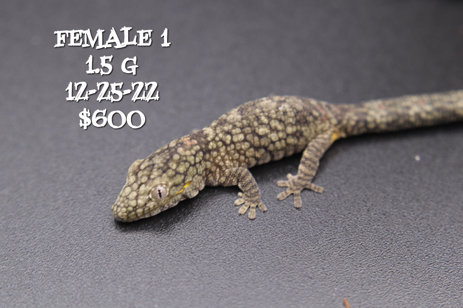 Occidentalis Eurydactylodes Gecko by You & Yang Reptiles - MorphMarket