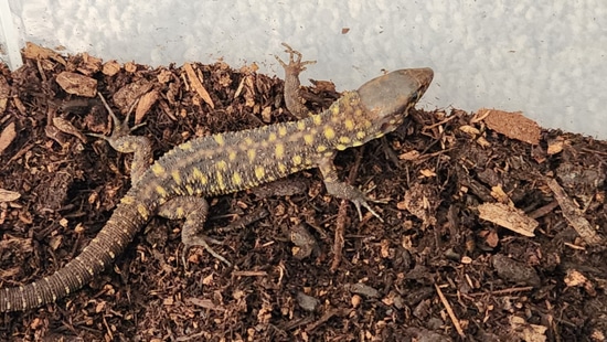 Yellow Spotted Night Lizard More Lizard by You & Yang Reptiles