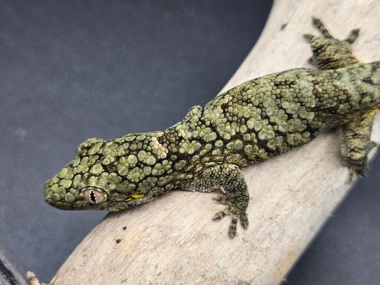 Eurydactylodes Occidentalis Chameleon Gecko by You & Yang Reptiles