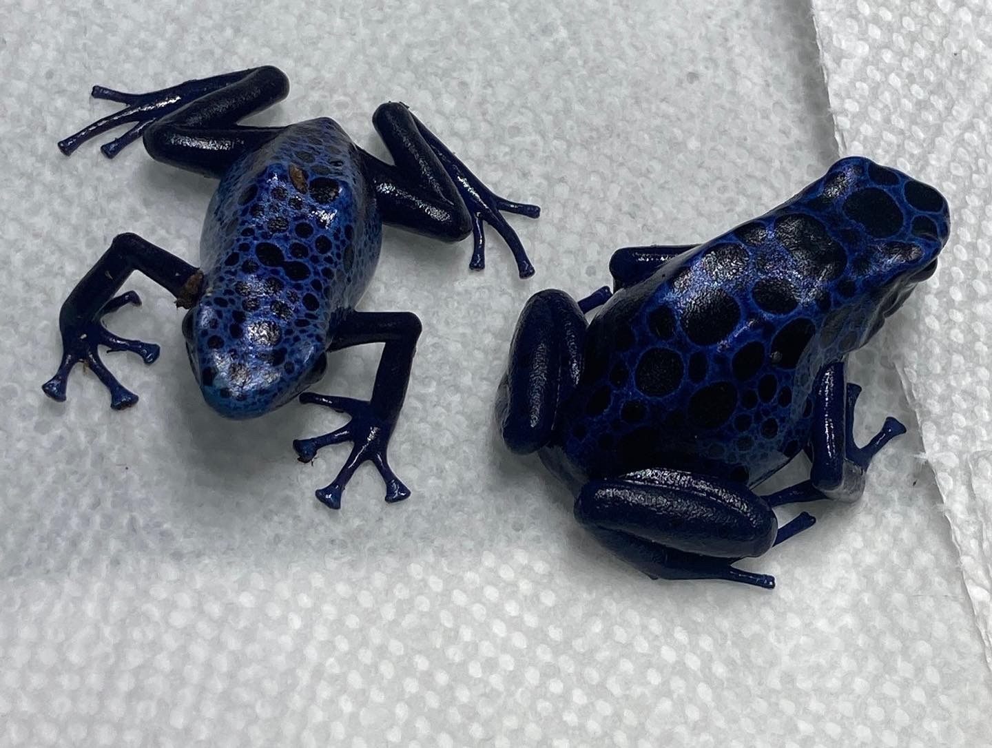 Dendrobates Tinctorius “Azureus Other Dart Frog by Forest Floor Frogs ...