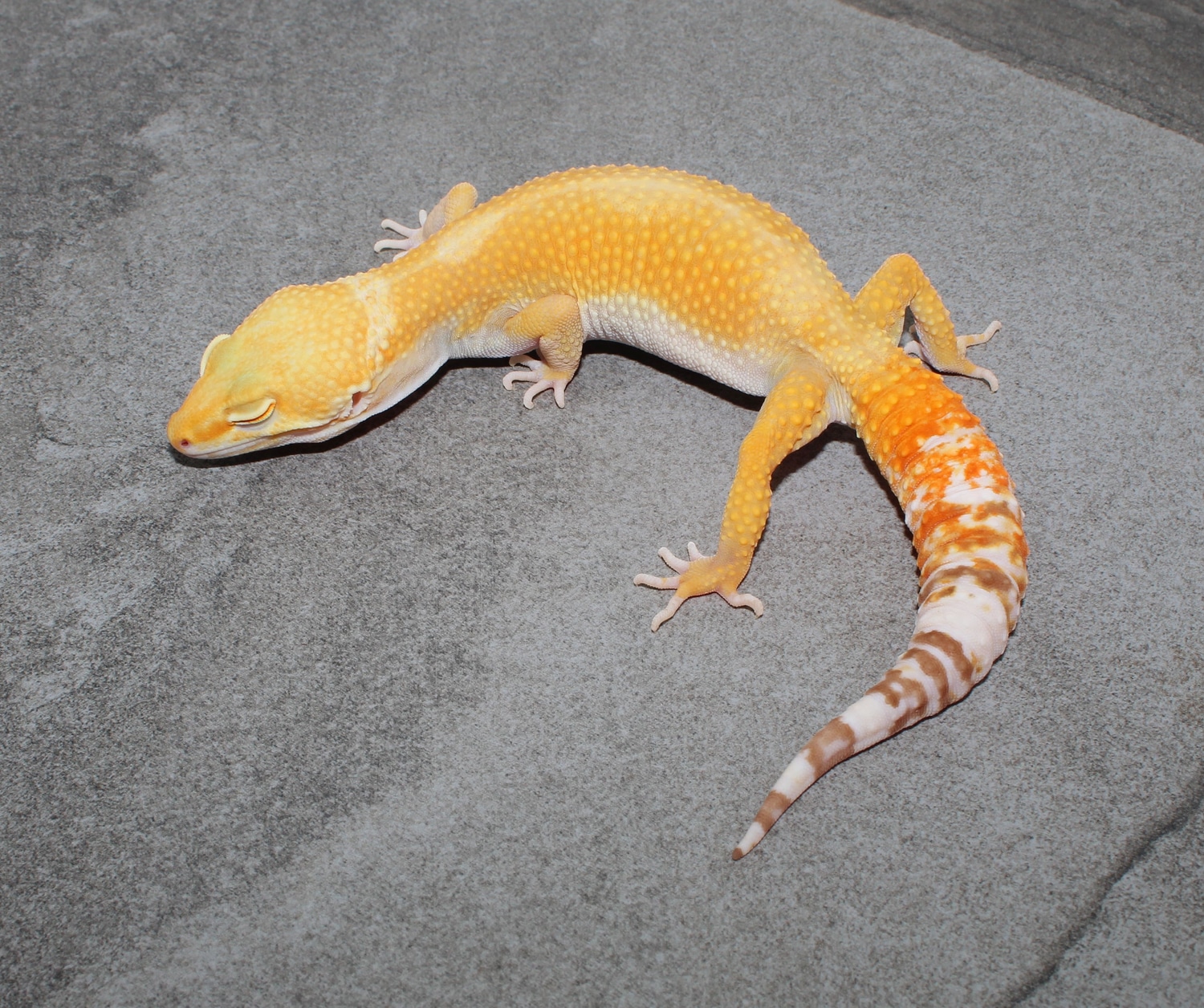 Tremper Albino Het Eclipse (Raptor) Leopard Gecko by Impeccable Gecko ...