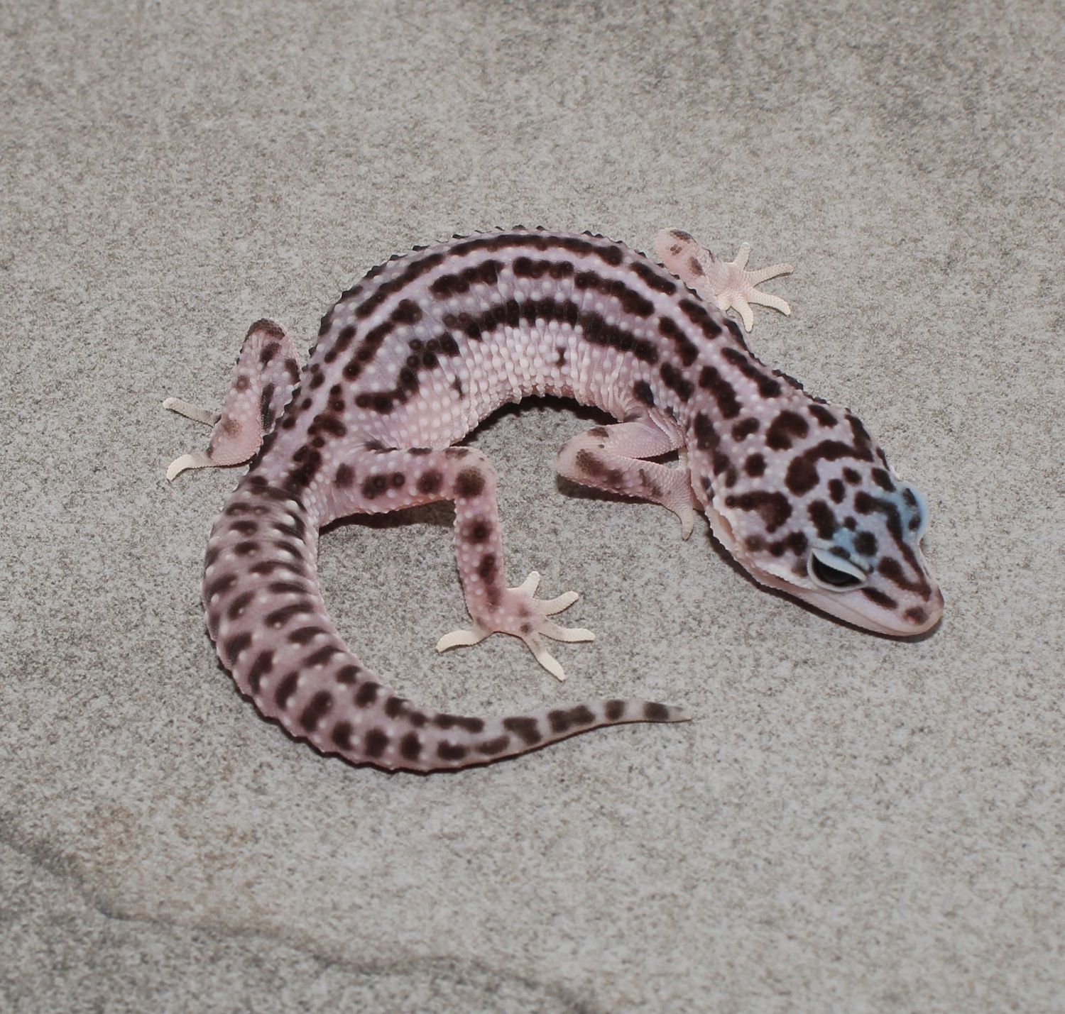Super Snow Leopard Gecko by Impeccable Gecko - MorphMarket