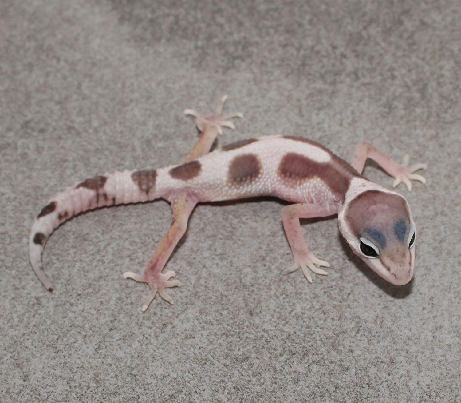 Mack Snow Het Tremper Eclipse Murphy Patternless Leopard Gecko by Impeccable Gecko - MorphMarket