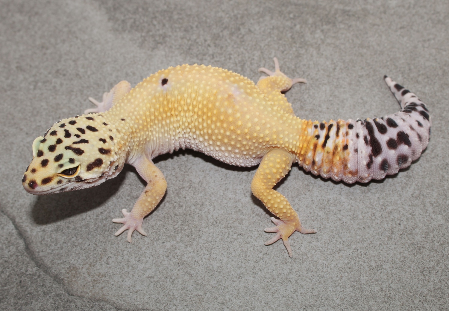 "Hypo” Het Tremper, Eclipse, & Blizzard 50% Ph Murphy Patternless ...