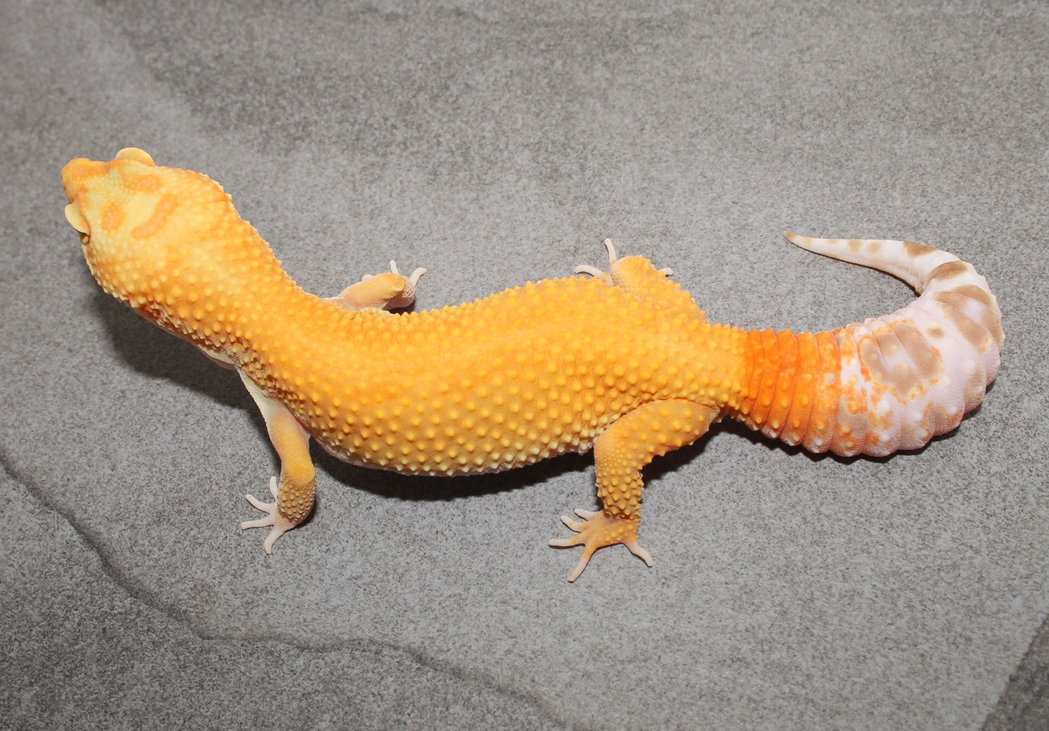 Tangerine Rainwater 66% Ph Eclipse Leopard Gecko by Impeccable Gecko ...