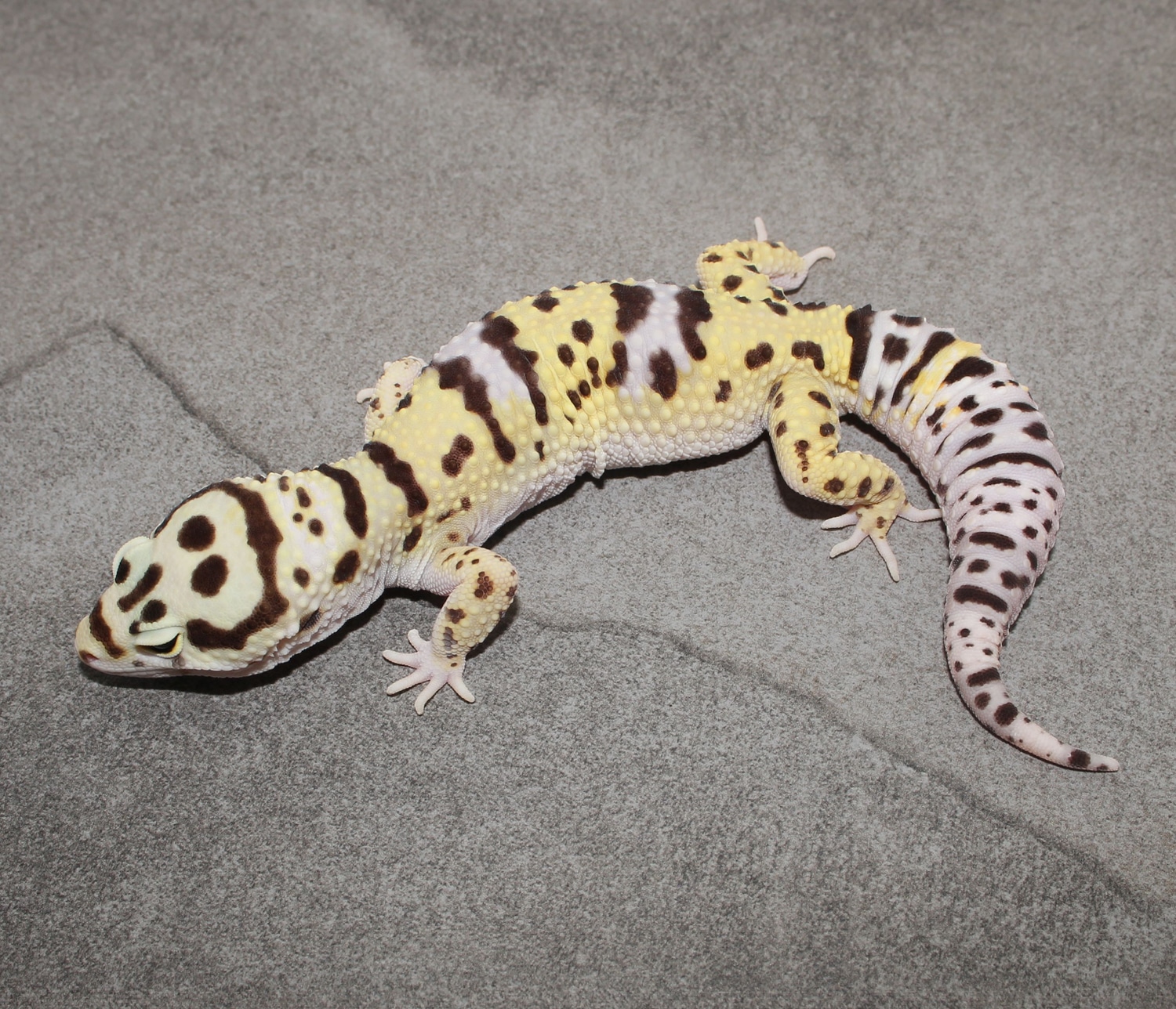 Bold Banded Bumblebee Cross Leopard Gecko by Impeccable Gecko - MorphMarket