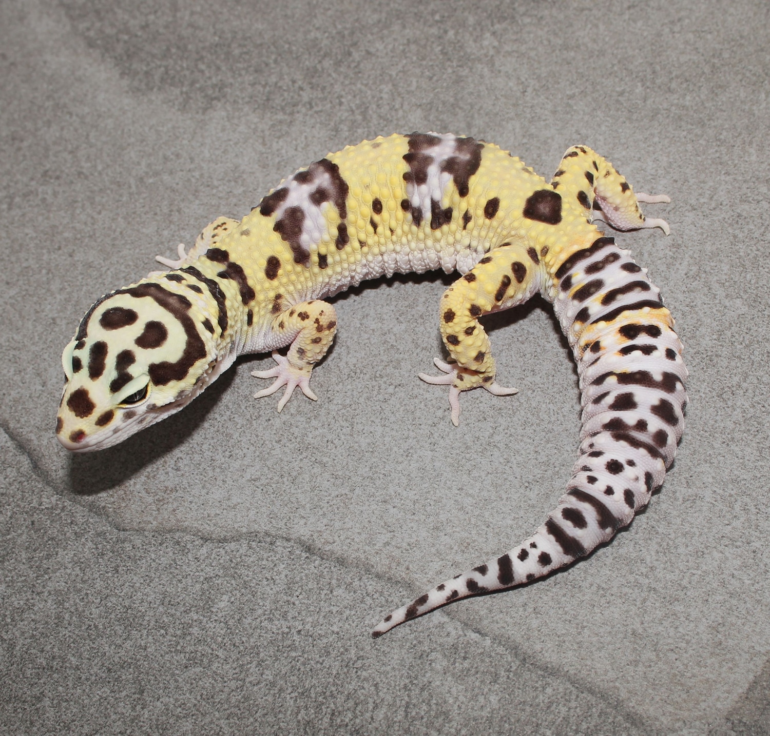 Bold Banded Bumblebee Cross Leopard Gecko by Impeccable Gecko - MorphMarket