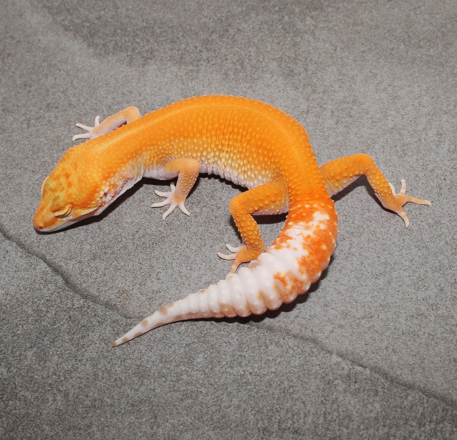 Tremper Sunglow 66% Ph Eclipse (Patternless Stripe) Leopard Gecko by ...