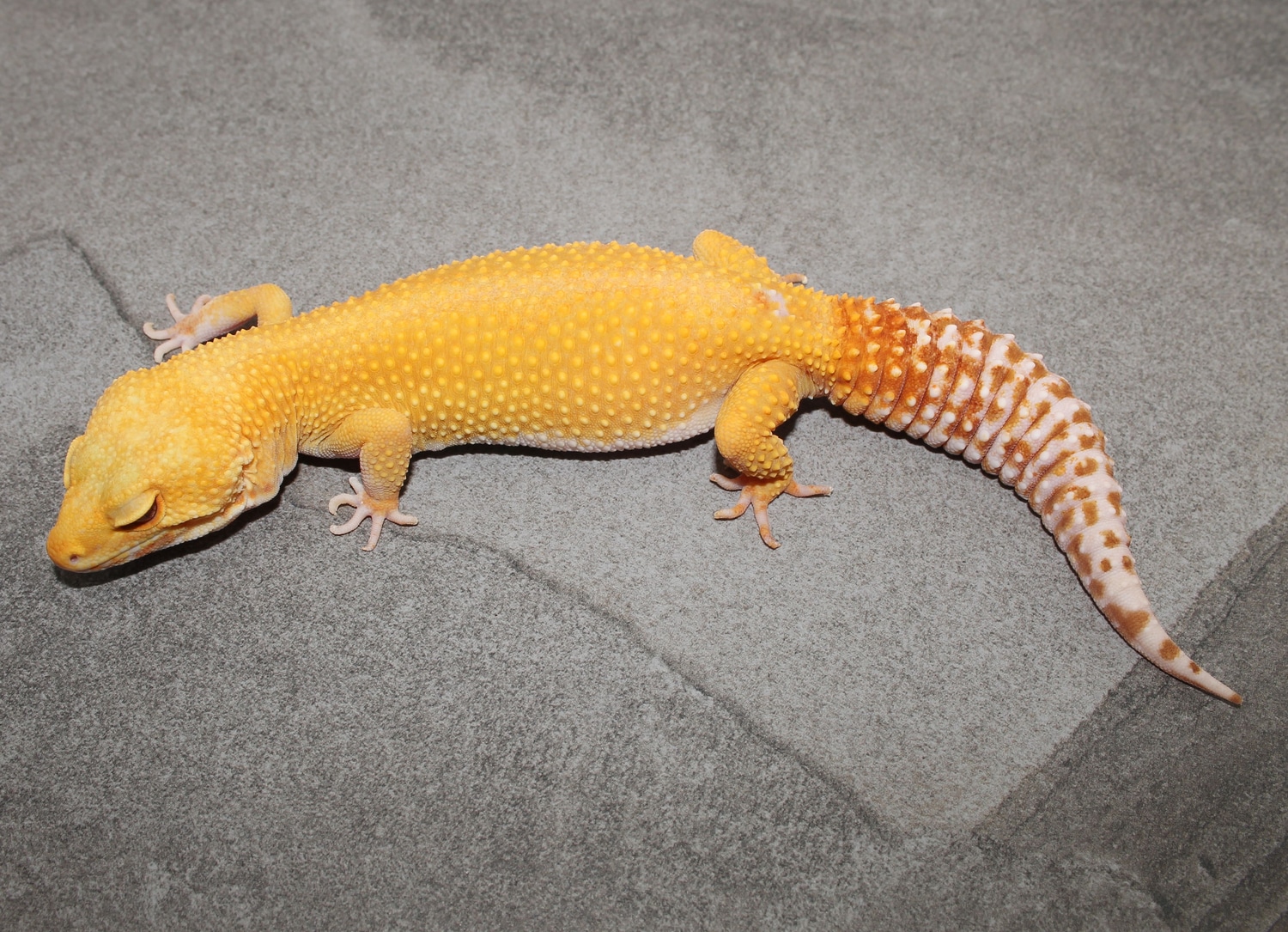 Tremper Sunglow Leopard Gecko by Impeccable Gecko - MorphMarket