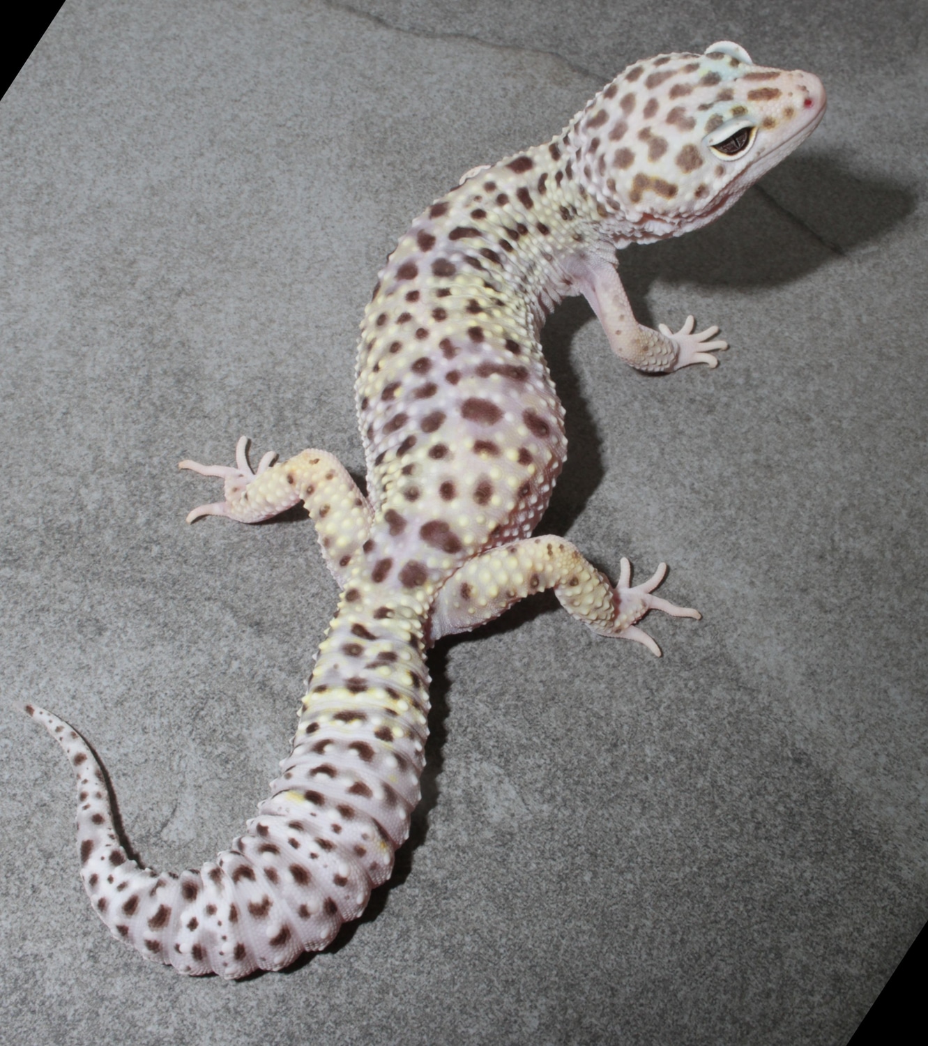 Albey Snow Het Eclipse Leopard Gecko by Impeccable Gecko - MorphMarket