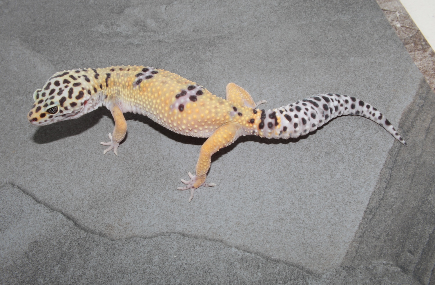Normal Het Cipher 66% Ph Marble Eye Leopard Gecko by Impeccable Gecko ...