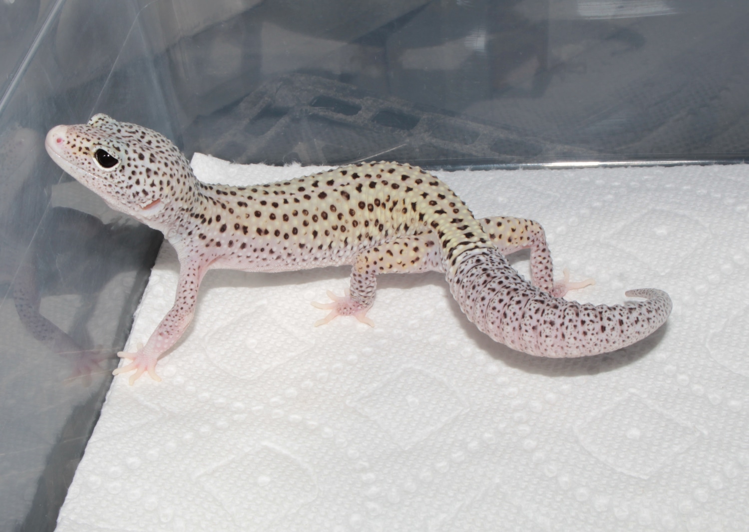 Mack Snow Eclipse Het Blizzard 66% Ph Rainwater Leopard Gecko by ...