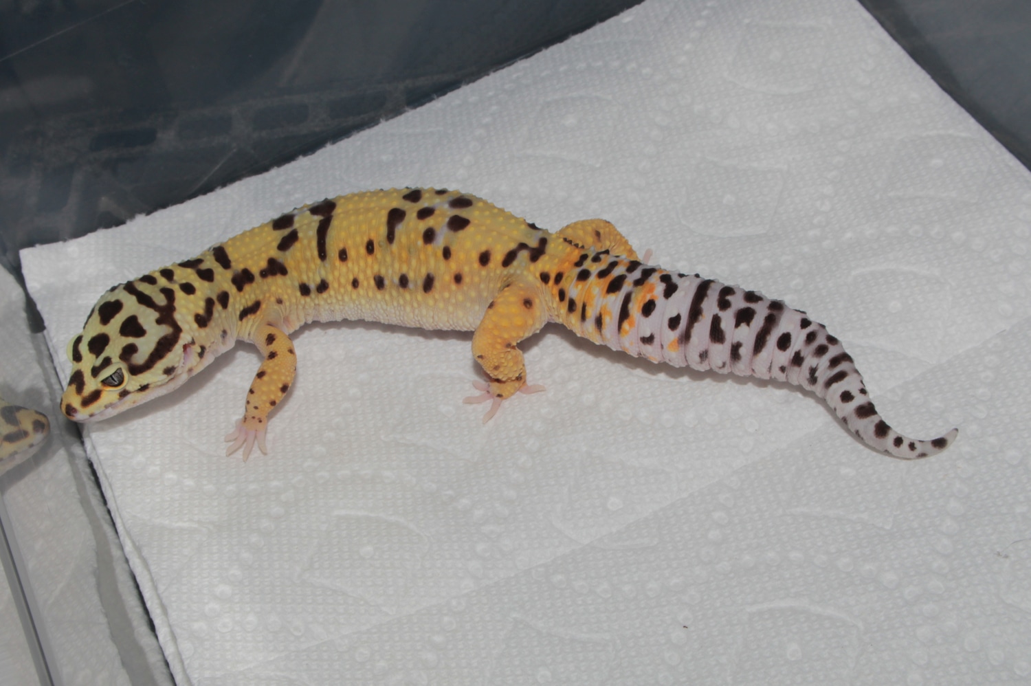 BumbleBee (Bold Banded) Cross Het Tremper, & Eclipse Leopard Gecko by ...