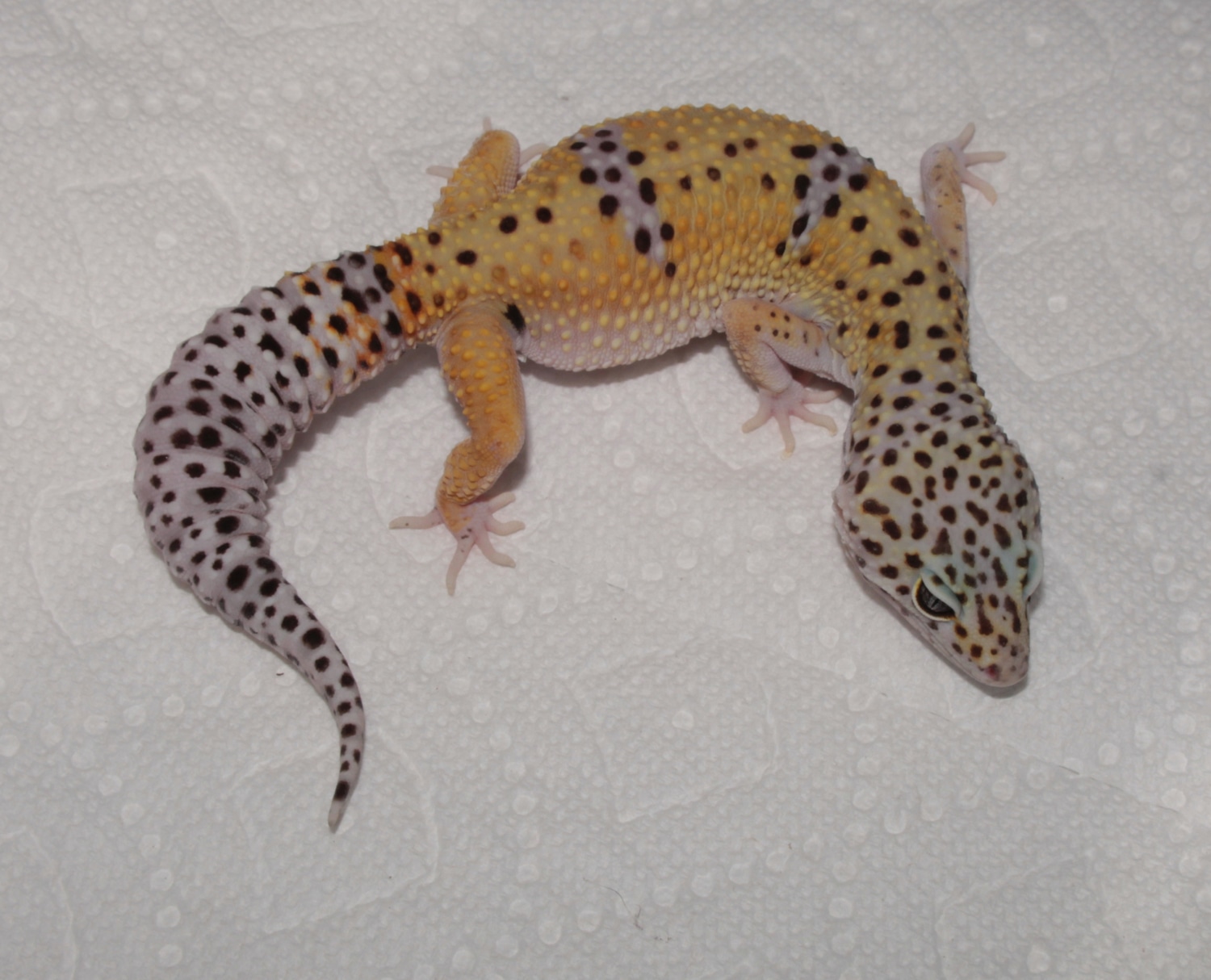 Normal Het Cipher, & Marble Eye Leopard Gecko by Impeccable Gecko ...