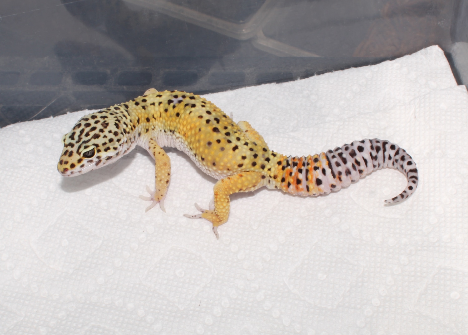 Normal Het Bell, & Murphy Patternless Leopard Gecko by Impeccable Gecko ...