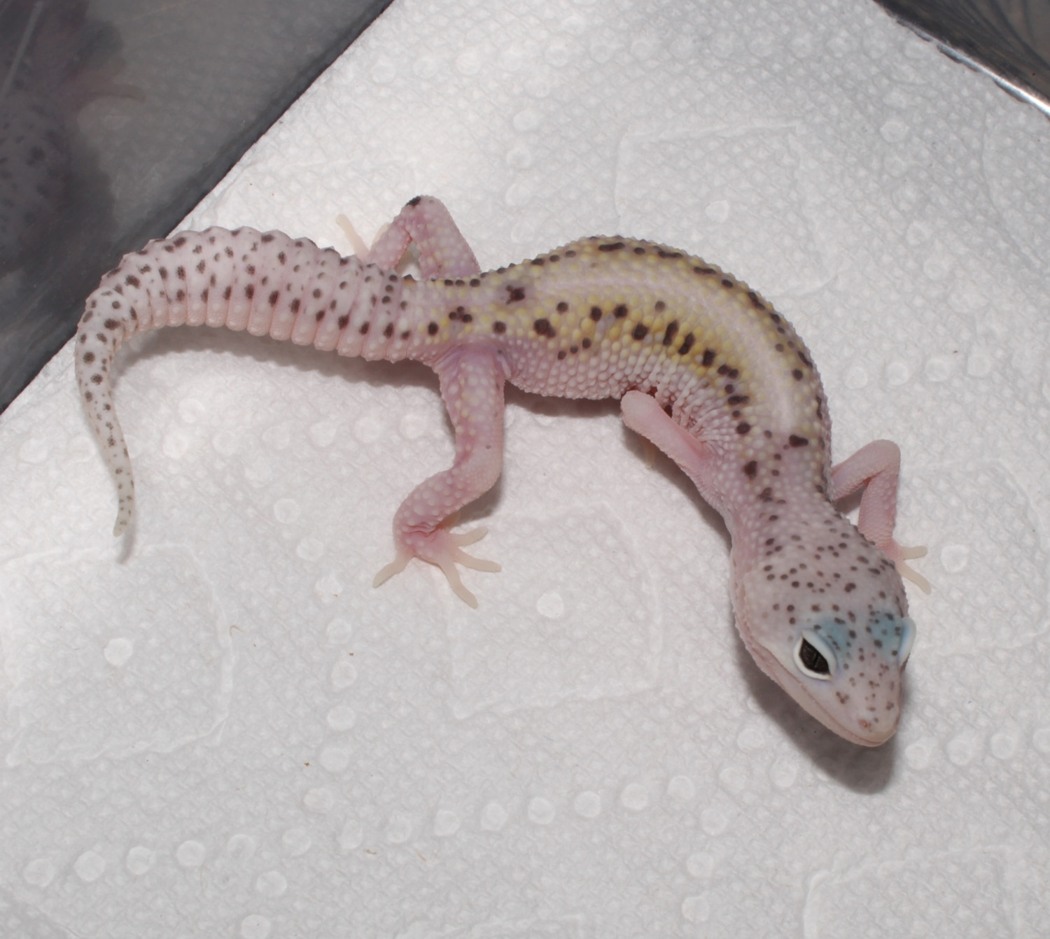 W/Y Mack Snow 66% Ph Rainwater, Blizzard, & Eclipse Leopard Gecko by ...