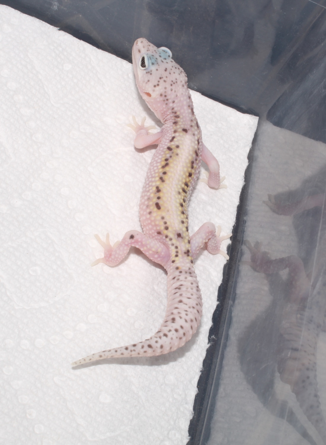 W/Y Mack Snow 66% Ph Rainwater, Blizzard, & Eclipse Leopard Gecko by ...