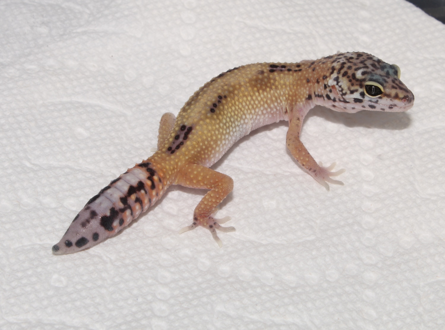 Het Tremper, & Eclipse 50% Ph Murphy Patternless Leopard Gecko by ...