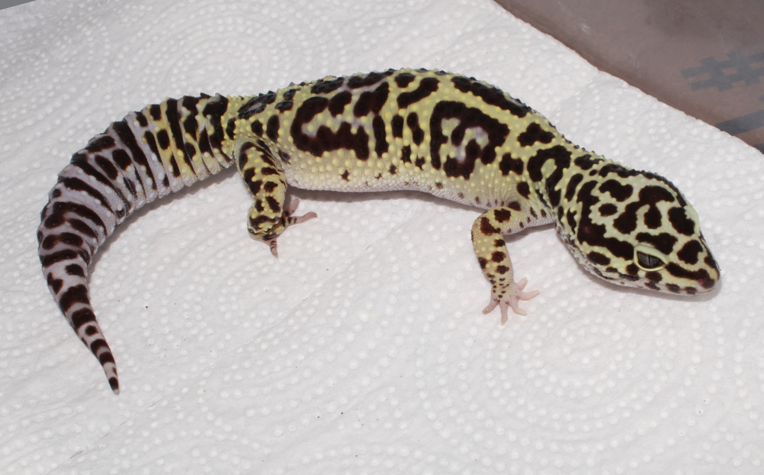 BumbleBee (Bold Banded) E. M. Afghanicus Cross Leopard Gecko by ...