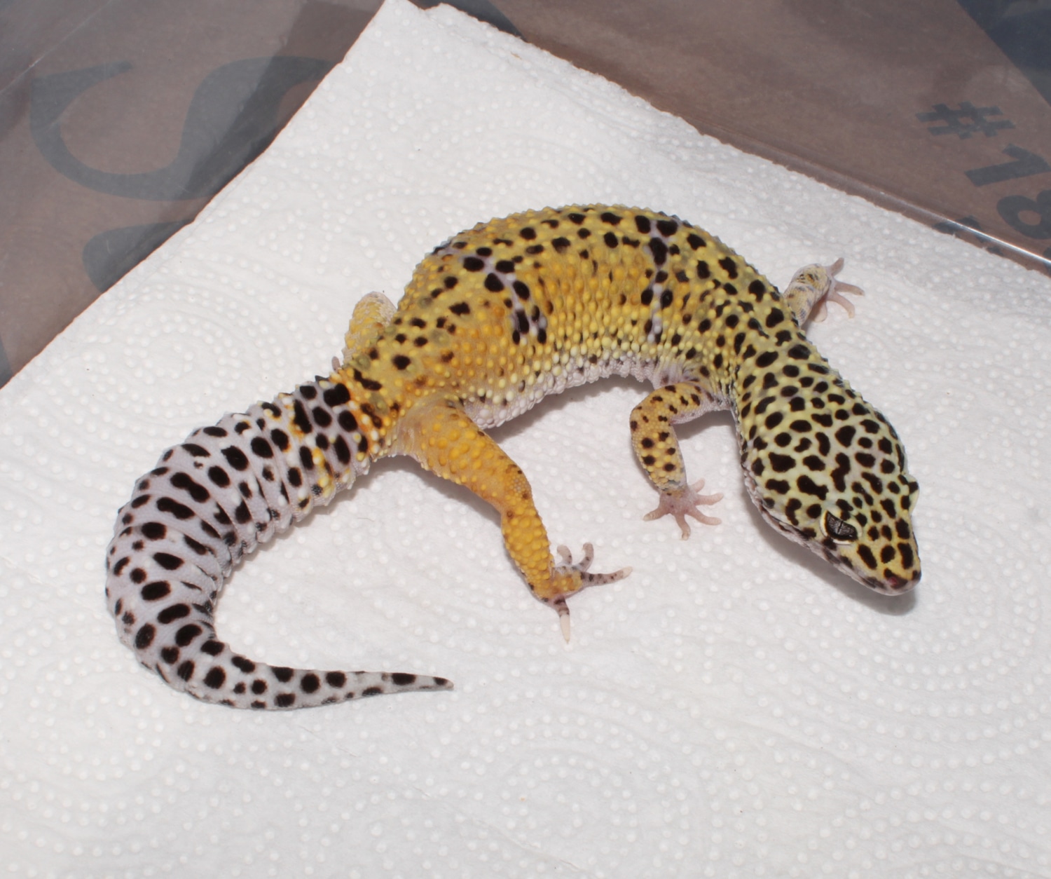66% Ph Cipher, & Marble Eye Leopard Gecko by Impeccable Gecko - MorphMarket
