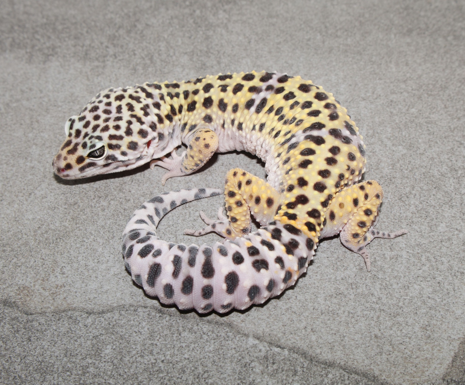 Normal 66% Ph Cipher 33% Ph Marble Eye Leopard Gecko by Impeccable ...
