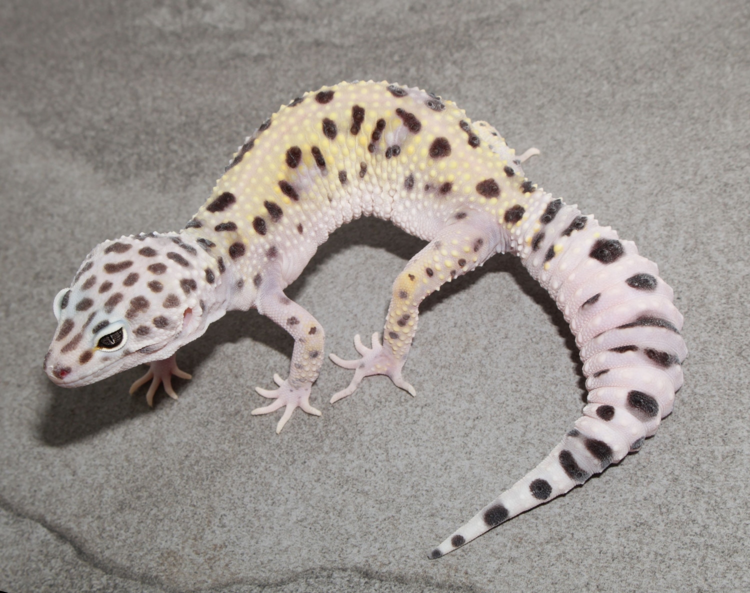 Normal 66% Ph Cipher 33% Ph Marble Eye Leopard Gecko by Impeccable ...