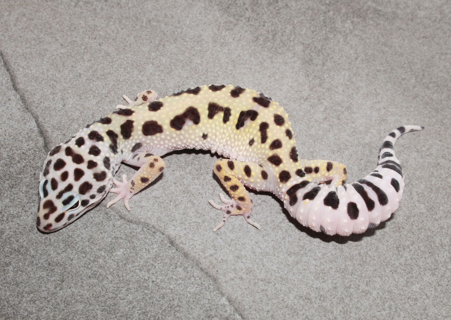 Normal 66% Ph Cipher 33% Ph Marble Eye Leopard Gecko by Impeccable ...