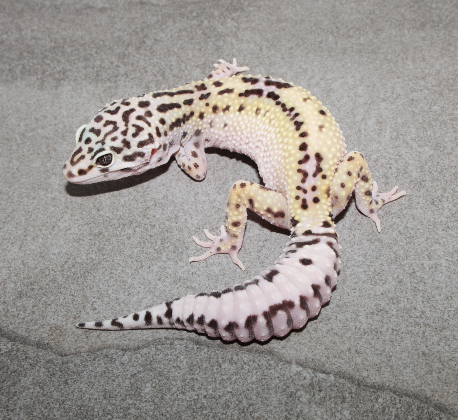Mack Snow Het Tremper, & Eclipse 50% Ph Murphy Patternless Leopard ...