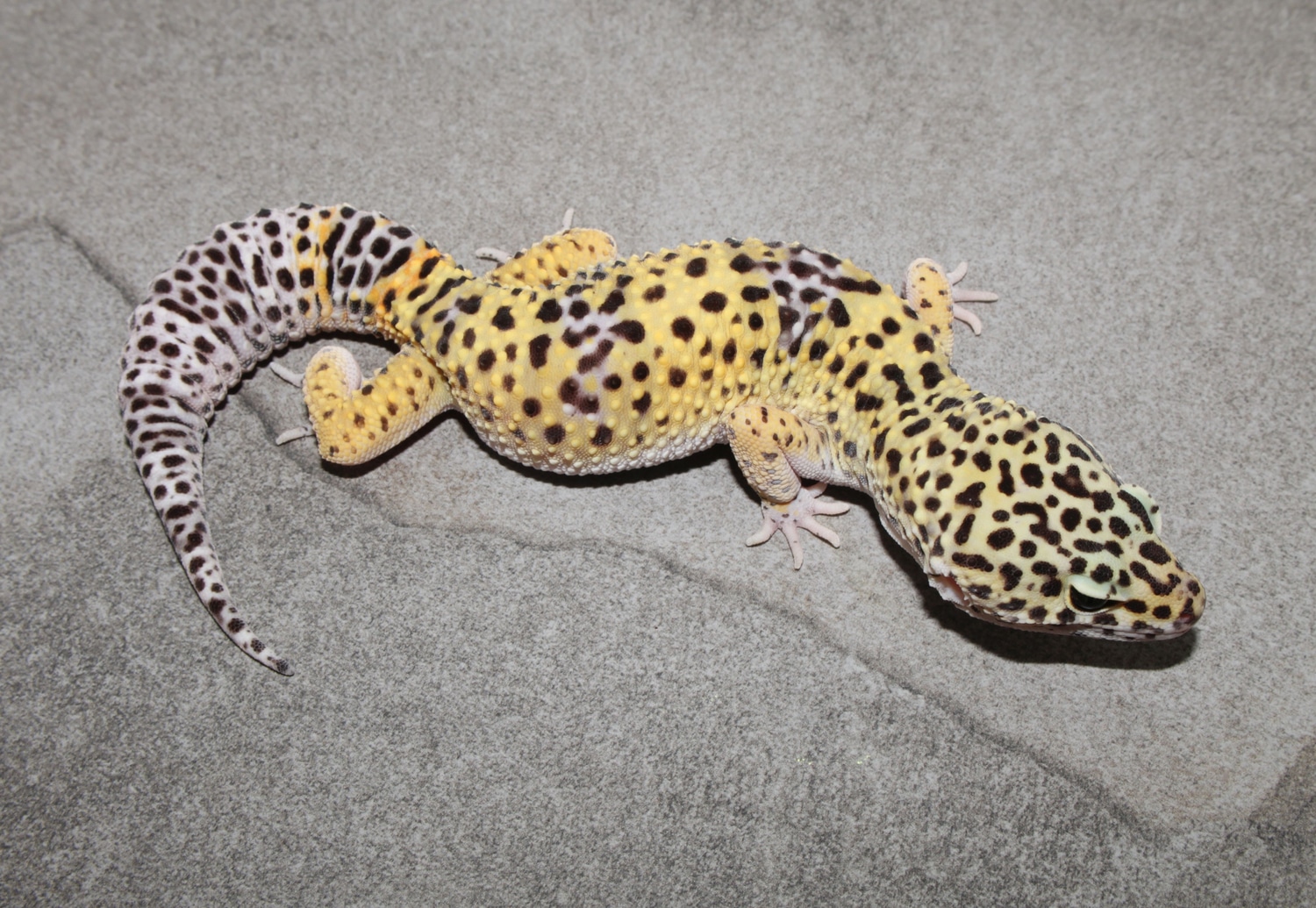 Black Night Cross Het Cipher 33% Ph Marble Eye Leopard Gecko by ...