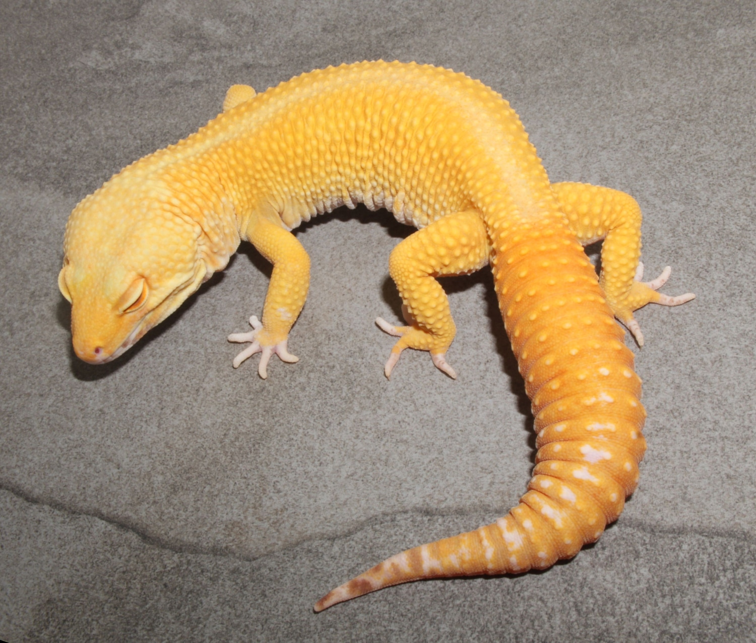 Bell Het Eclipse Leopard Gecko by Impeccable Gecko - MorphMarket