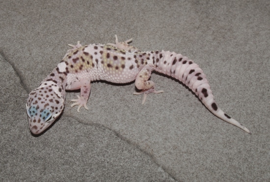 Albey Snow Ghost (75% Original Line) Leopard Gecko by Impeccable Gecko