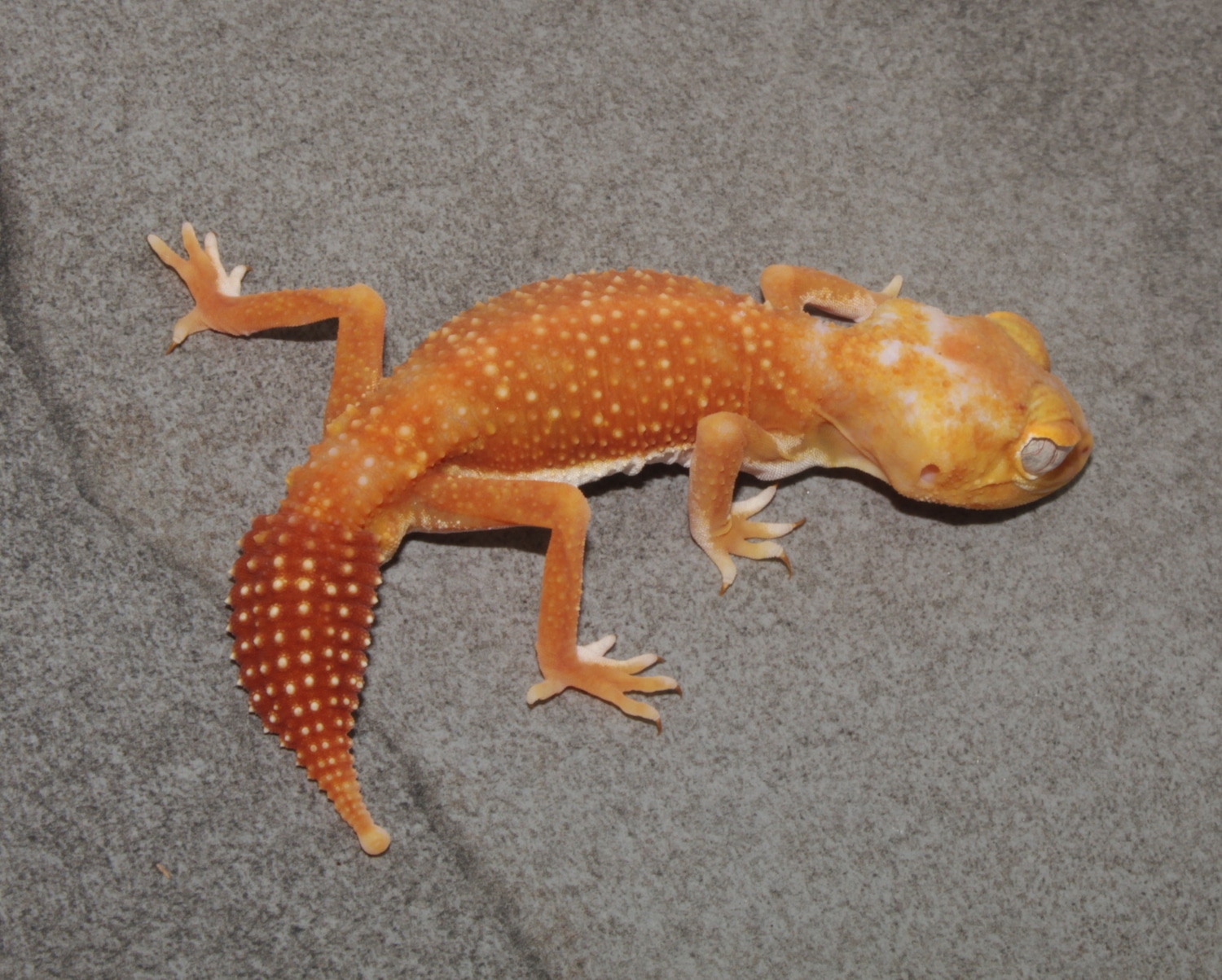 Albino N. L. Pilbarensis 66% Ph Patternless (Sold As 2.1 Group Only ...