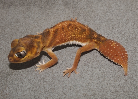 N. L. Pilbarensis (2.1 Group) Albino/Patternless/Double Het Knob-Tailed ...