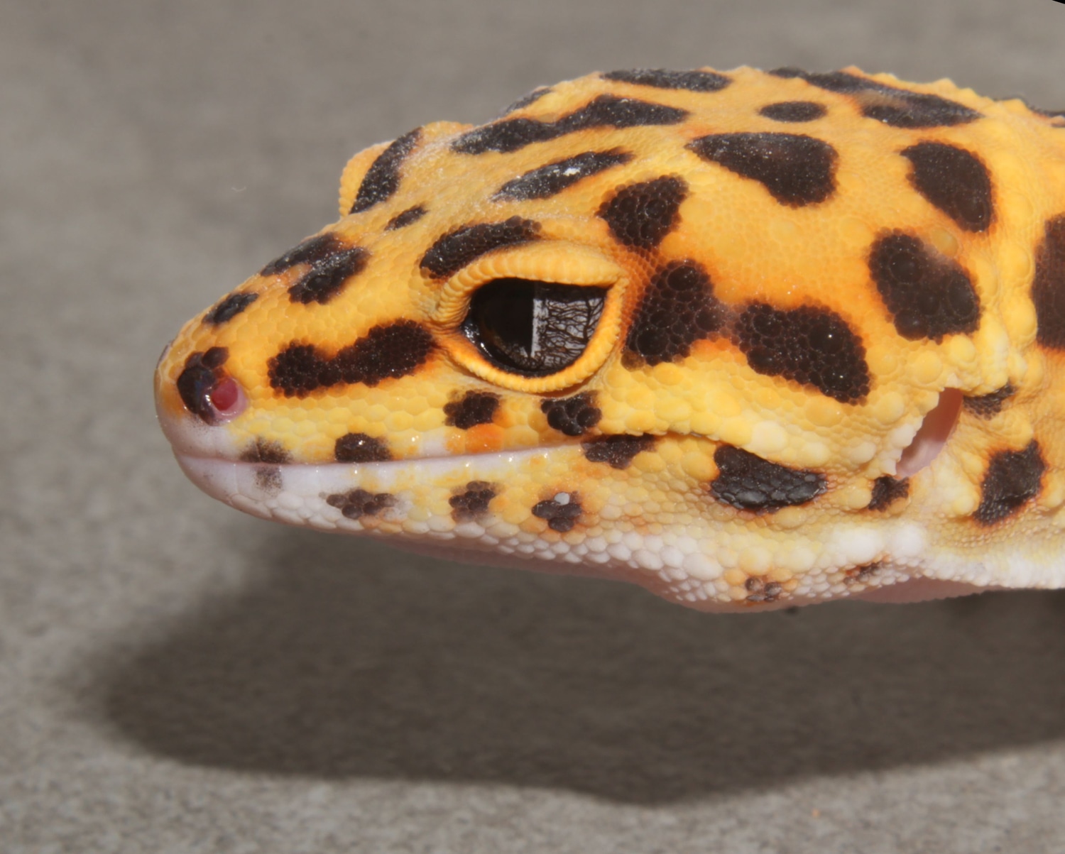 Tangerine Eclipse 66% ph Rainwater