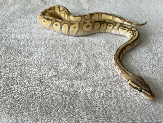 Ghost Enchi Mojave Pastel Het. Rainbow Ball Python by Manuel's Pythons