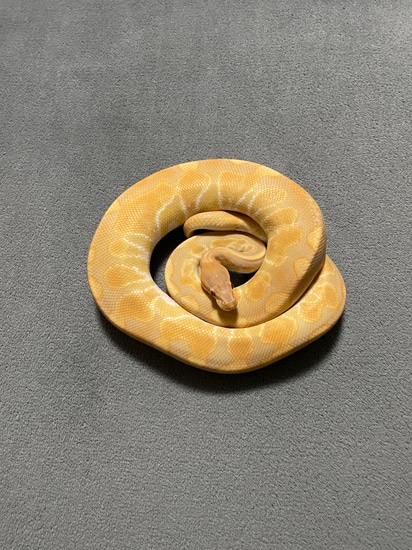 Enchi Cinnamon Ghost Rainbow Ball Python by Manuel's Pythons