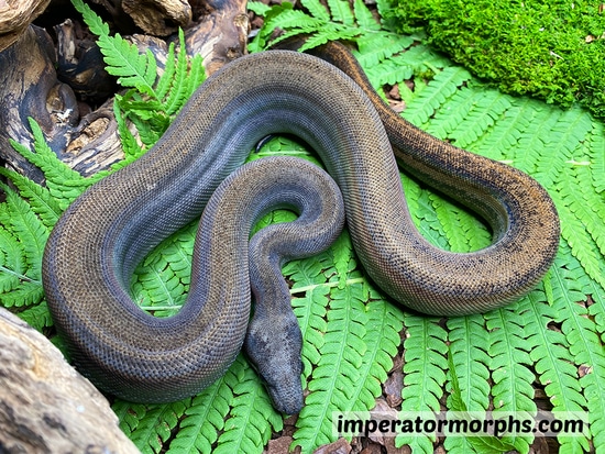 Eclipse Het Albino Boa Constrictor by Imperatormorphs GbR