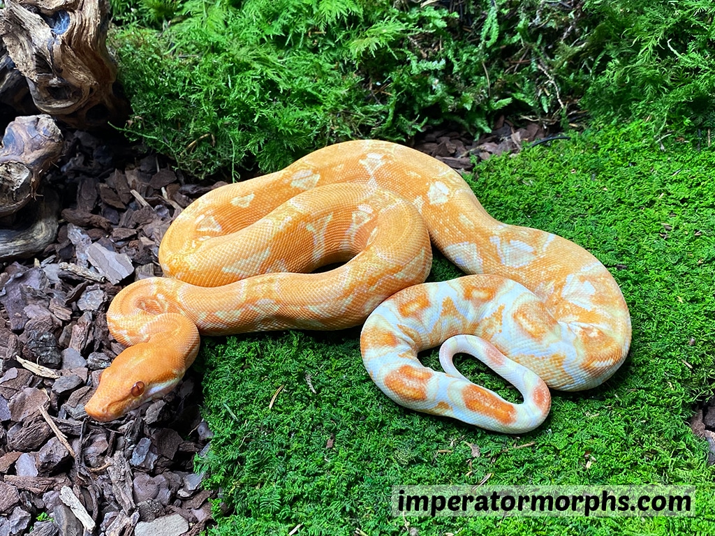 Red Dragon Boa Constrictor by Imperatormorphs GbR - MorphMarket