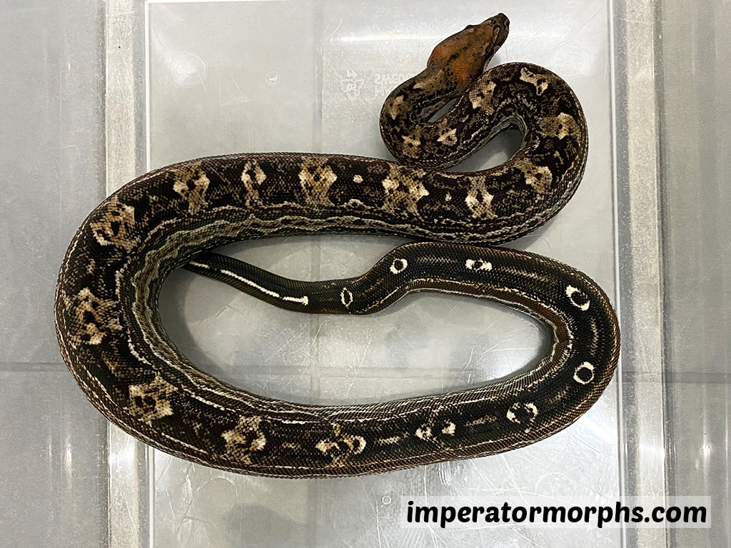 Leopard Het Albino Boa Constrictor by Imperatormorphs GbR - MorphMarket