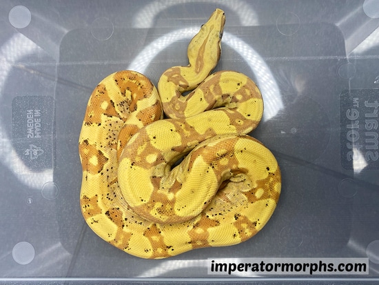 VPI Sunglow Het Anery Boa Constrictor by Imperatormorphs