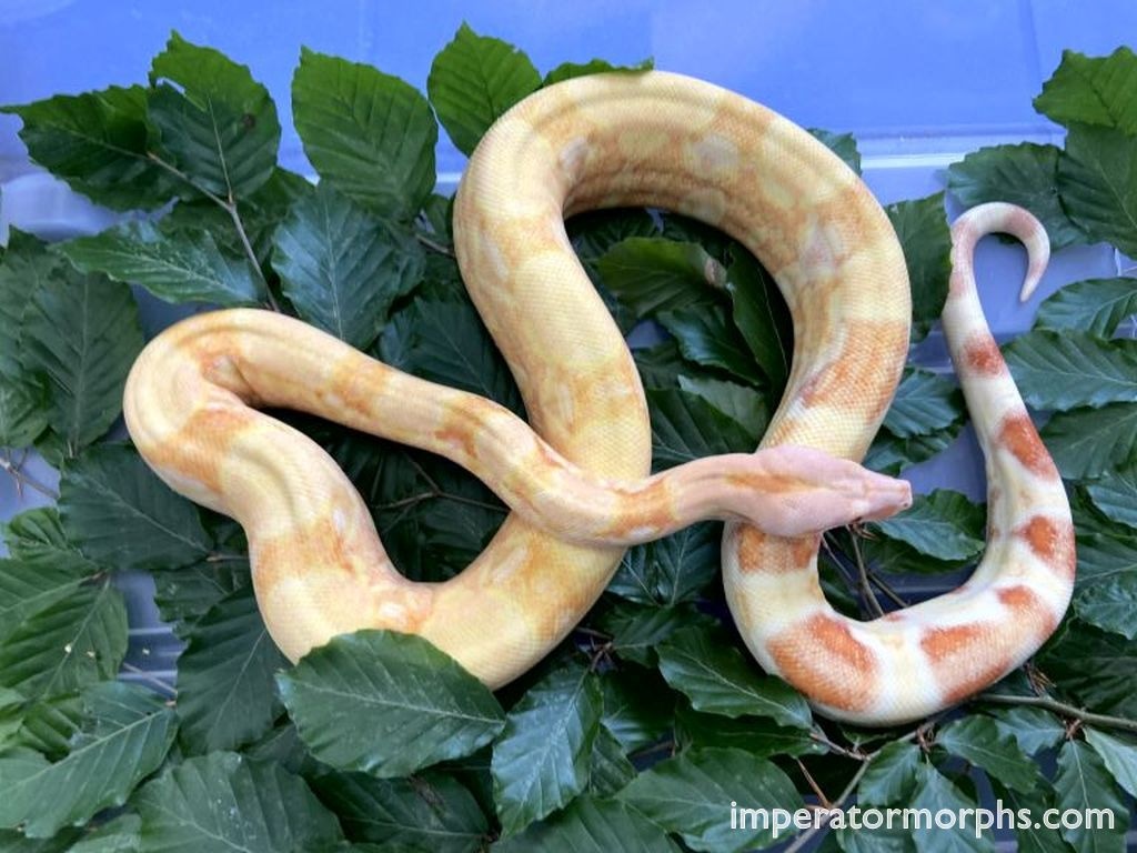 Lipstick Albino Het Blood Boa Constrictor by Imperatormorphs GbR ...