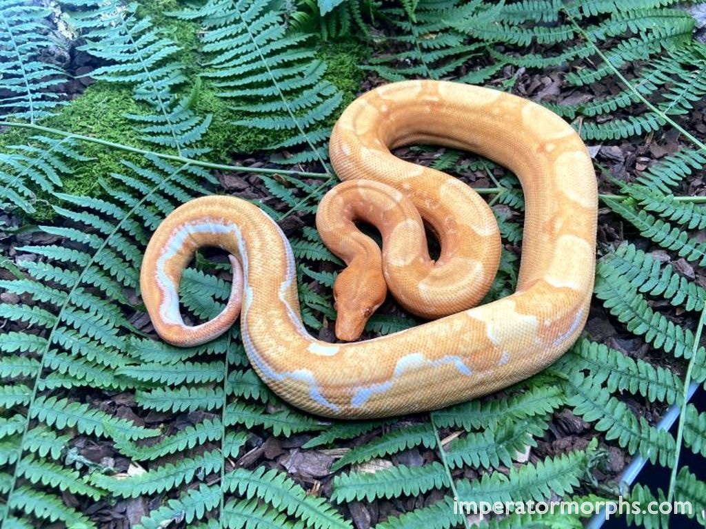 Sun Dragon (Burke Strain) Boa Constrictor by Imperatormorphs GbR ...