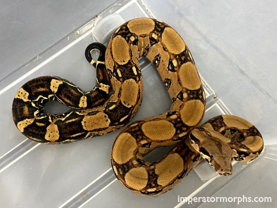 DH Red Dragon Boa Constrictor by Imperatormorphs GbR