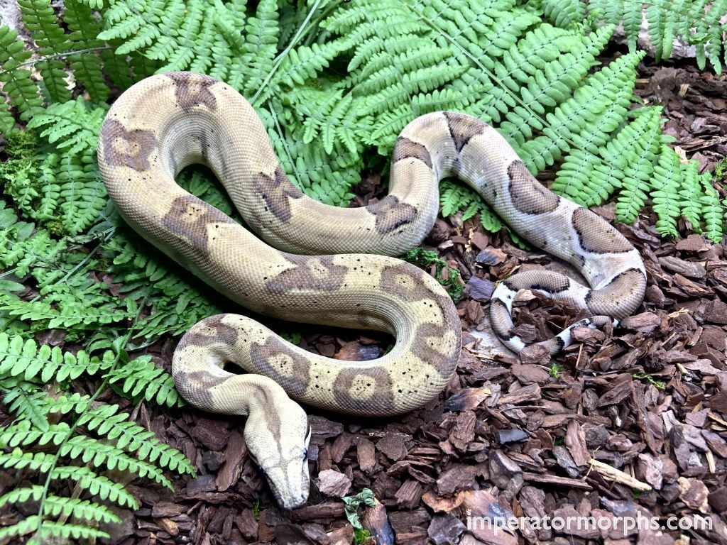 Ghost Het VPI Snowglow Leopard Boa Constrictor by Imperatormorphs GbR ...