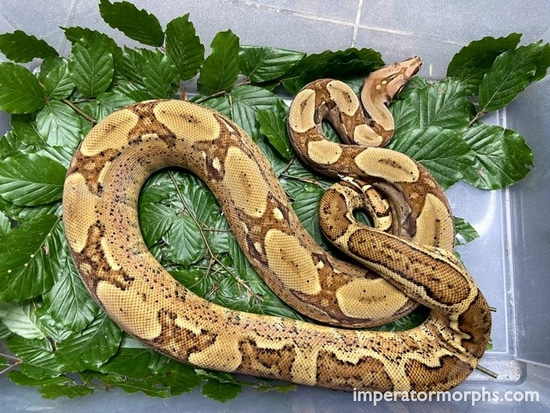 Hypo Het Specter Jungle Boa Constrictor by Imperatormorphs
