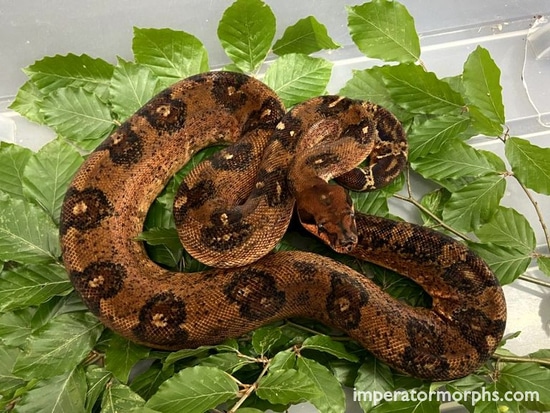 Hypo Leopard 66% Poss VPI Aka Het Habanero Boa Constrictor by ...