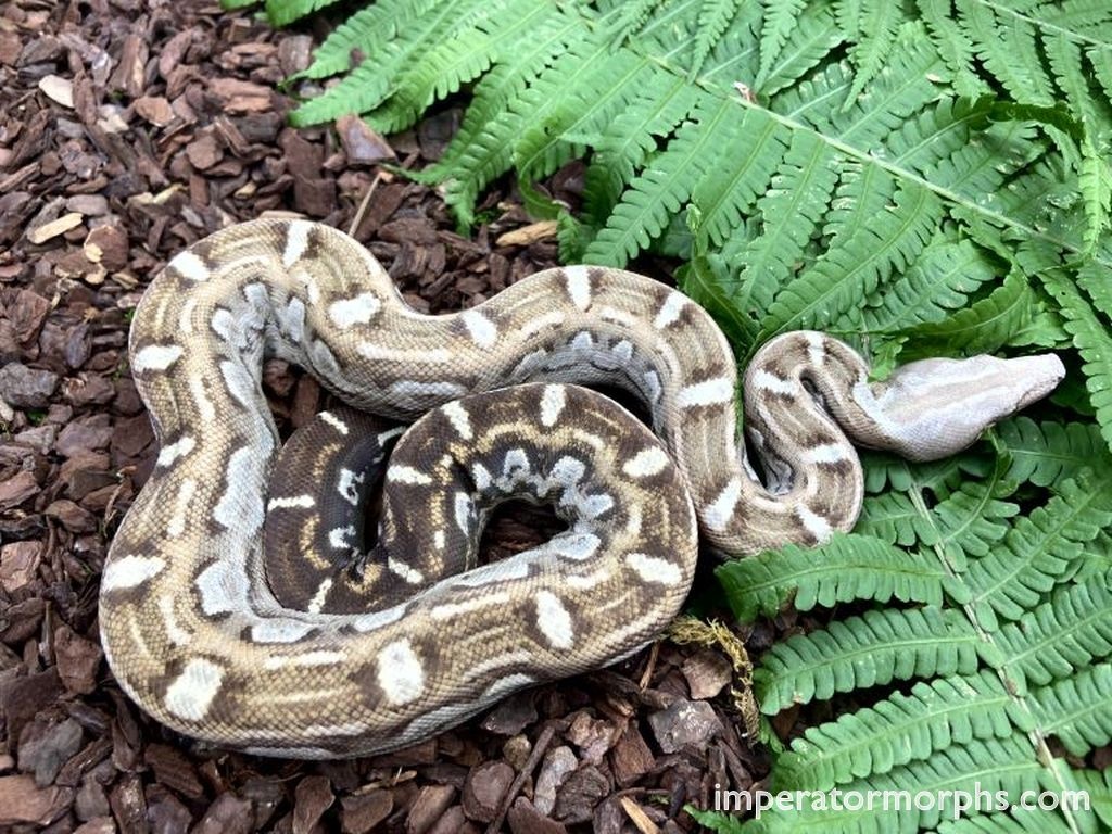VPI Aztec Motley Poss Leopard Boa Constrictor by Imperatormorphs GbR ...