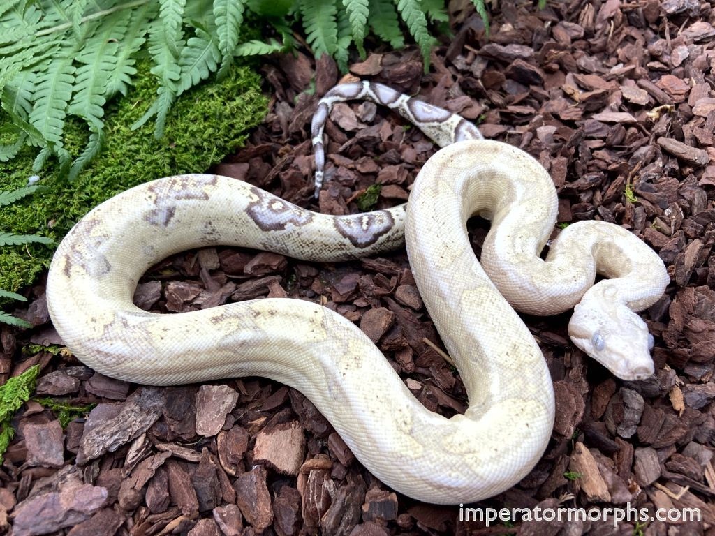 VPI Snow Boa Constrictor by Imperatormorphs GbR - MorphMarket
